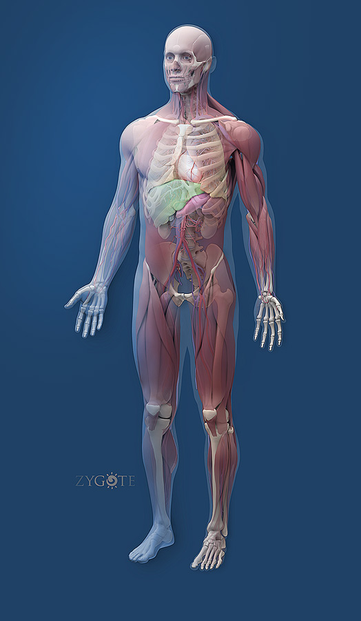 Zygote Solid 3D Male Collection