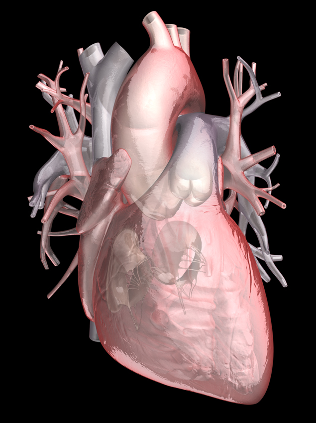 Zygote 3D Heart Model Medically Accurate Human Anatomy Zygote 3D Heart Model Medically Accurate Human Anatomy