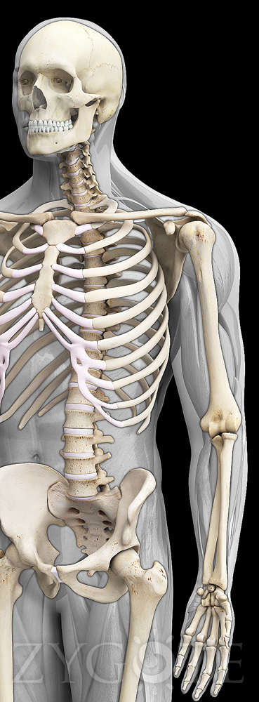 Zygote 3D Male Skeleton Model Human Skeleton 3D Model