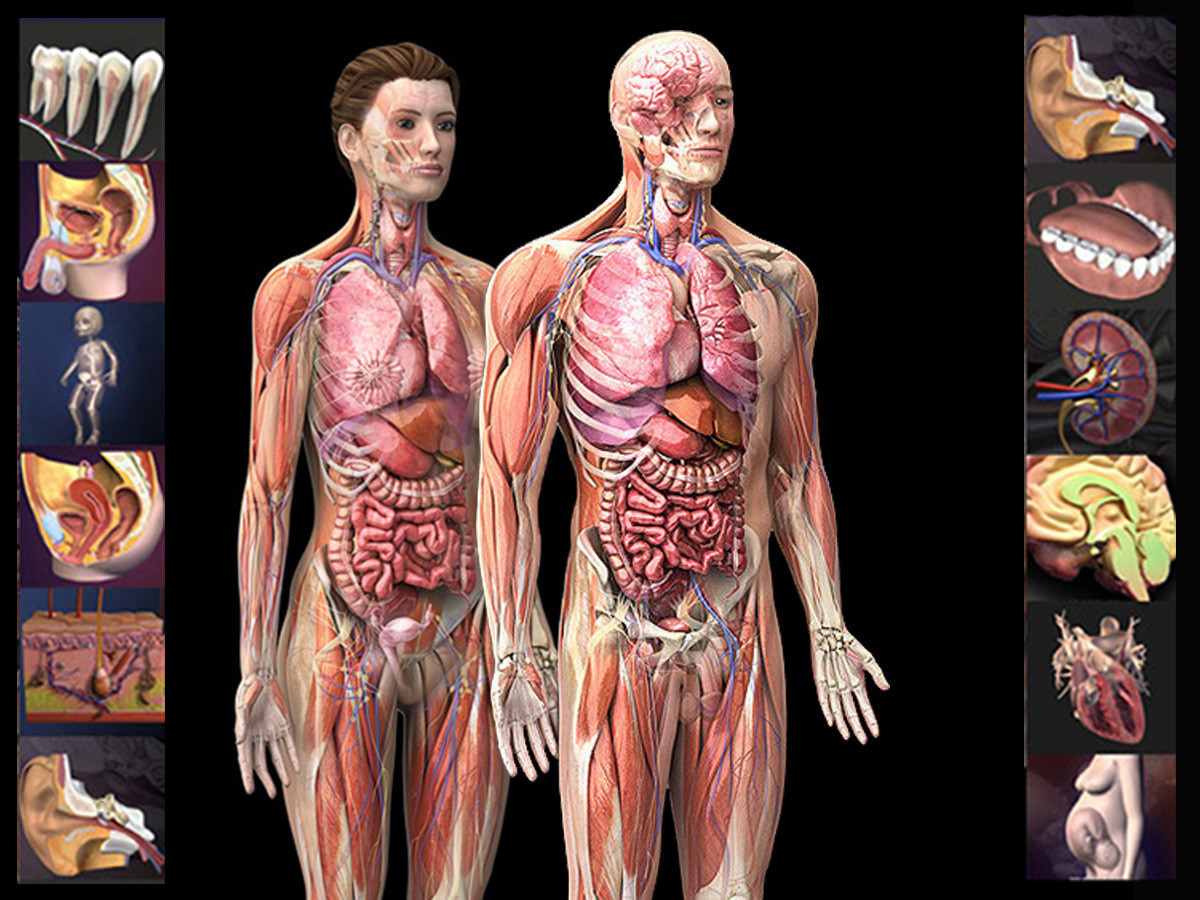 Zygote 3D Anatomy Premier Collection Medically Accurate Human Body