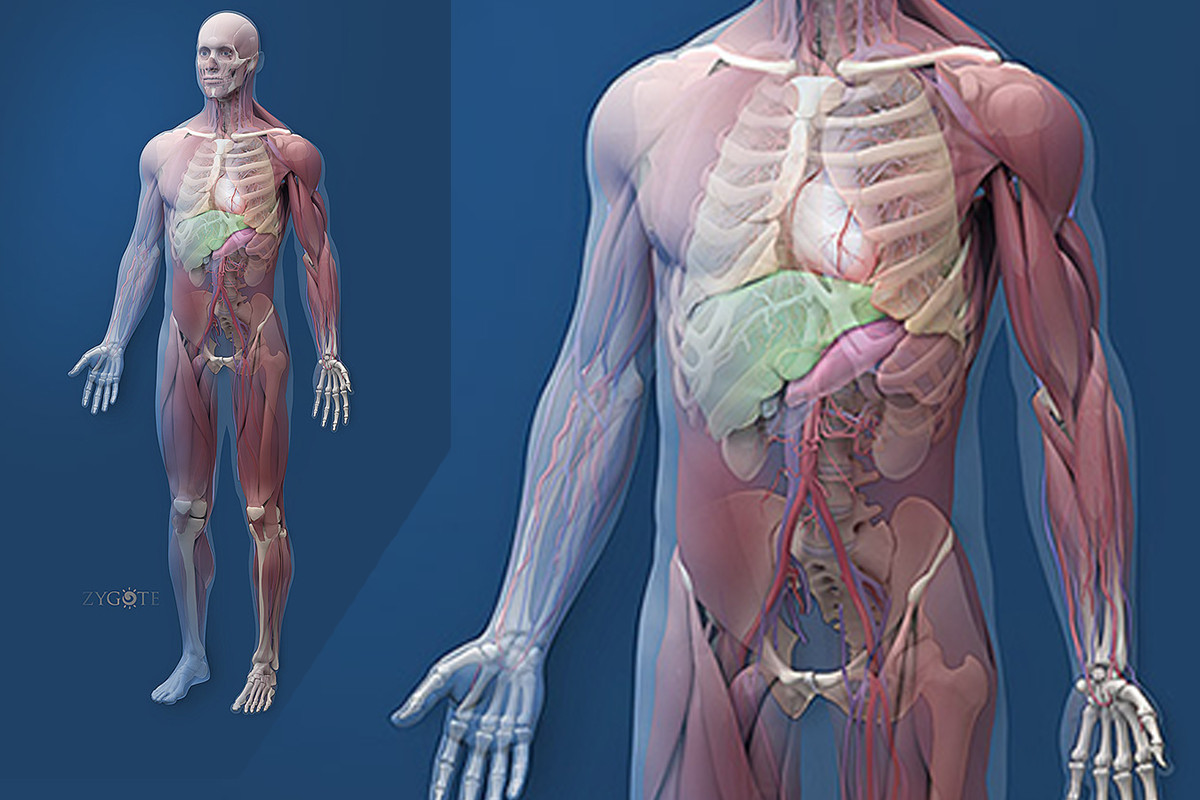 Zygote Solid 3D Male Model Medically Accurate Anatomy Human CAD 